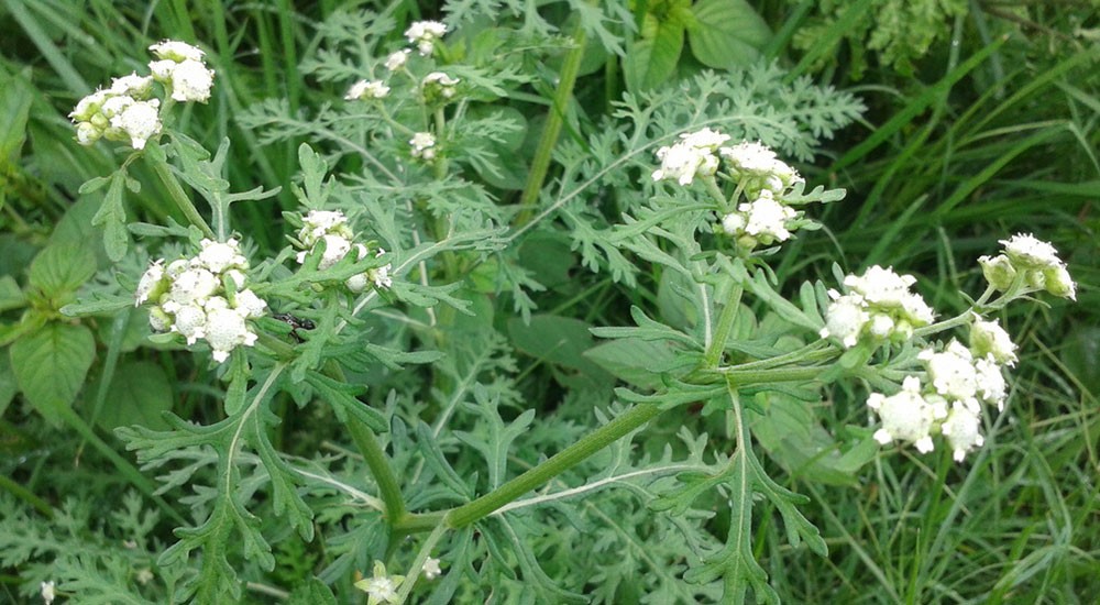 THE INVASION OF PARTHENIUM | Feature - MAG THE WEEKLY