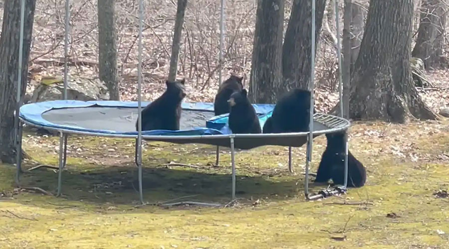 FAMILY OF BEARS IN THE US JUMPS ON A TRAMPOLINE | Mag Files - MAG THE WEEKLY