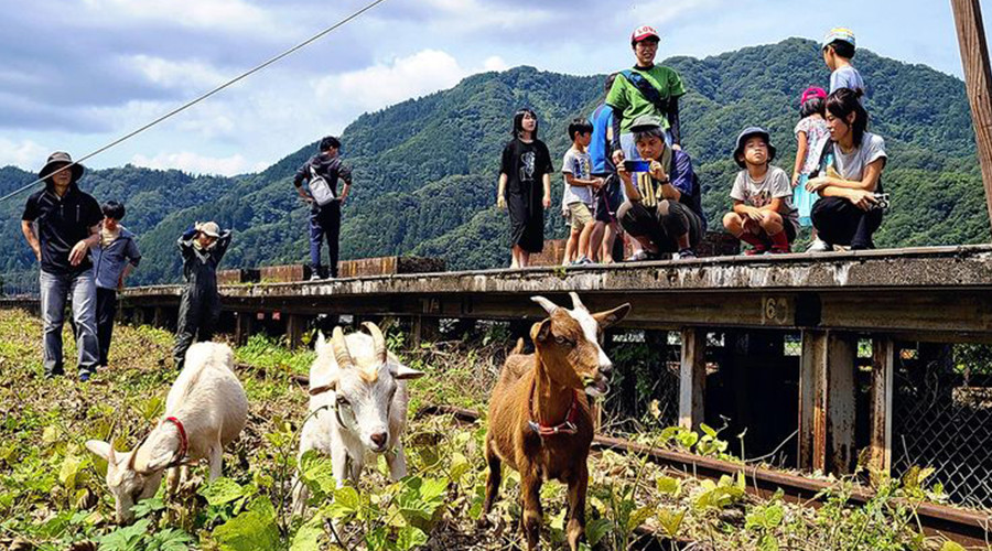 COMMUNITY IN JAPAN LETS THE GOATS DO THE GARDENING | Mag Files - MAG ...